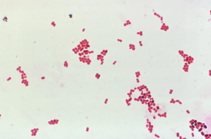 moraxella catarrhalis sensitivity