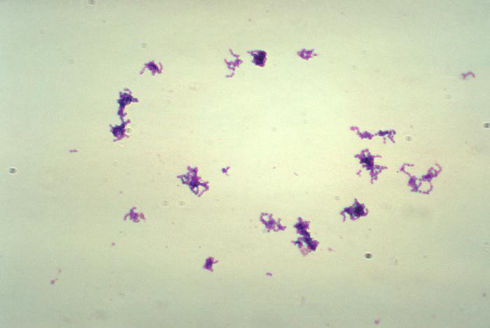 peptococcus magnus