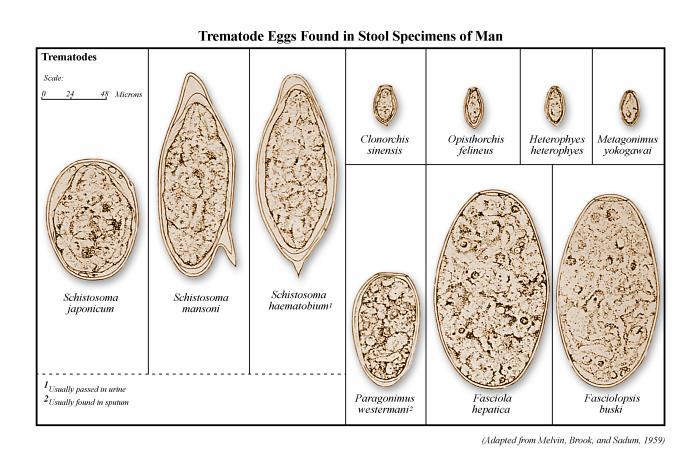 schistosoma eggs difference