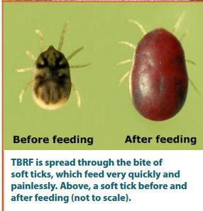 tick before feeding