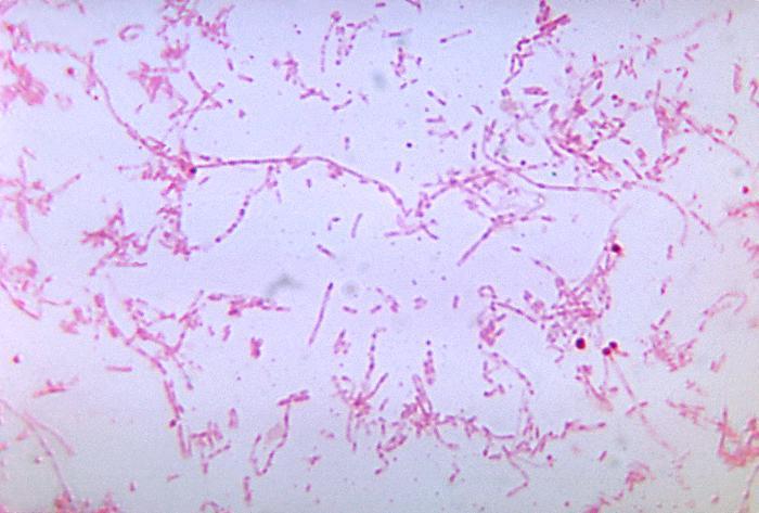 fusiform bacilli bacteria